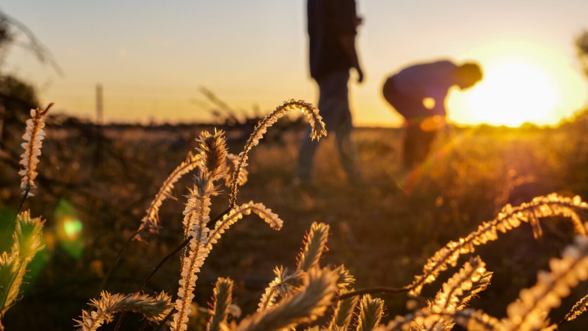 New Environmental Plantings Method: Timely seasonal step - Carbon ...