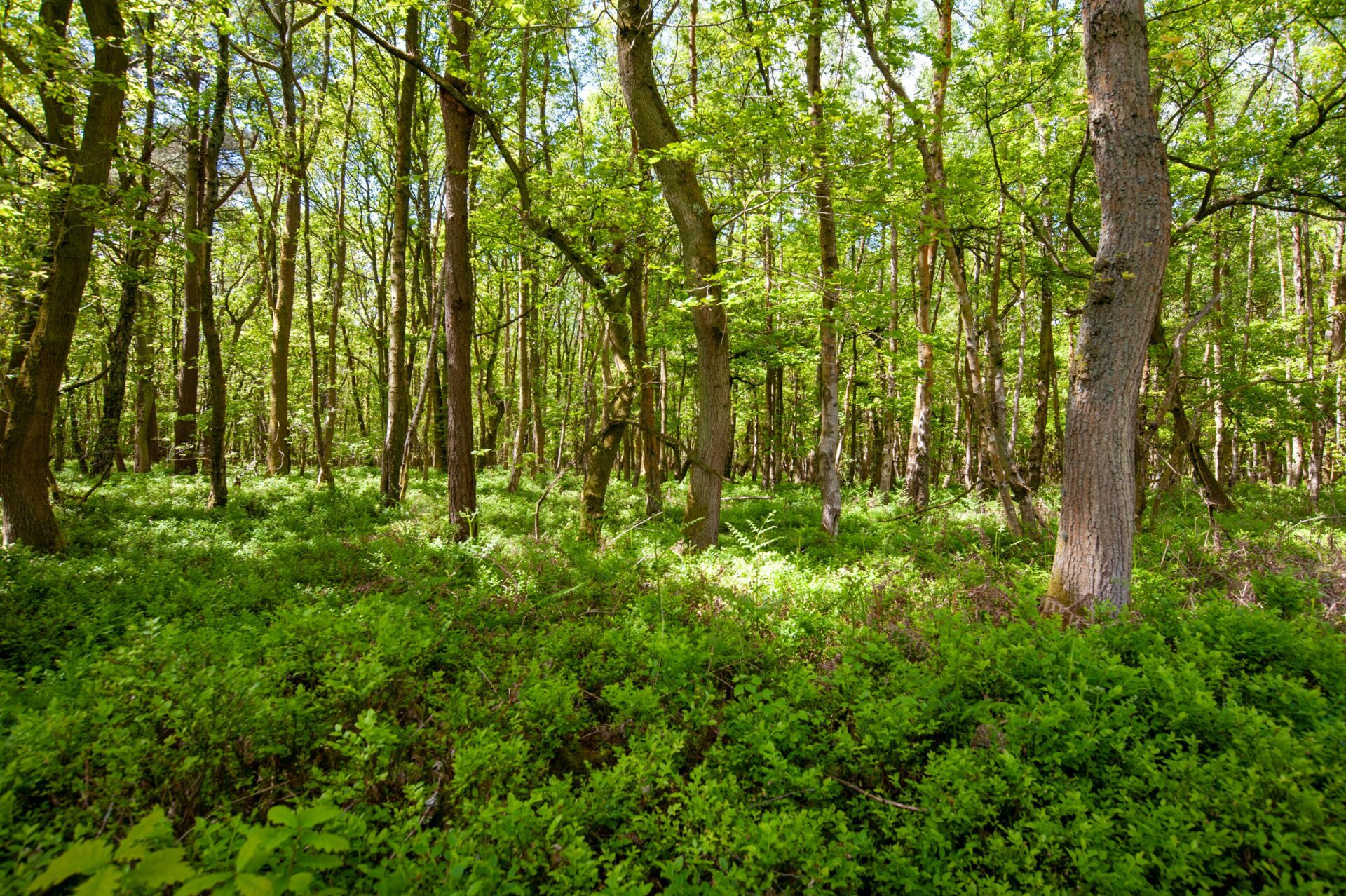 Oxford Principles for Net Zero Aligned Carbon Offsetting - Carbon ... Oxford Principles for Net Zero Aligned Carbon Offsetting - Carbon ...