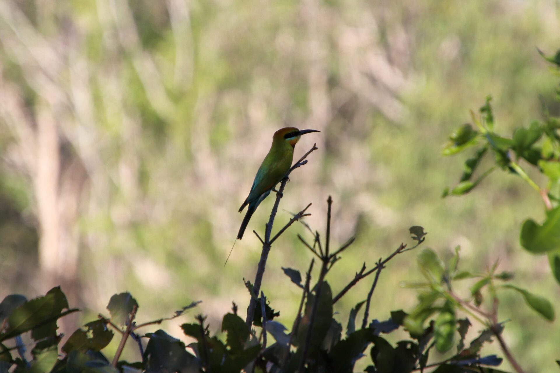 Businesses expect ACCU prices to double over the next decade - Carbon ...